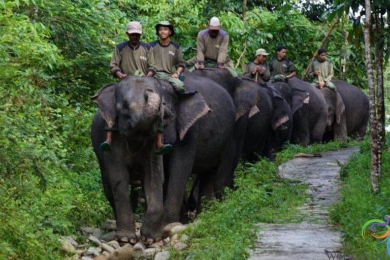 Gunung Leuser National Park Expedition I Indonesia Impression