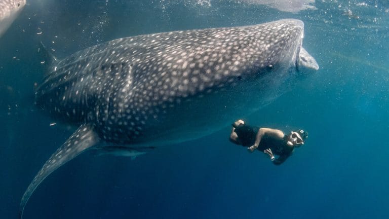 Sumbawa Whale Shark Adventure I Indonesia Impression