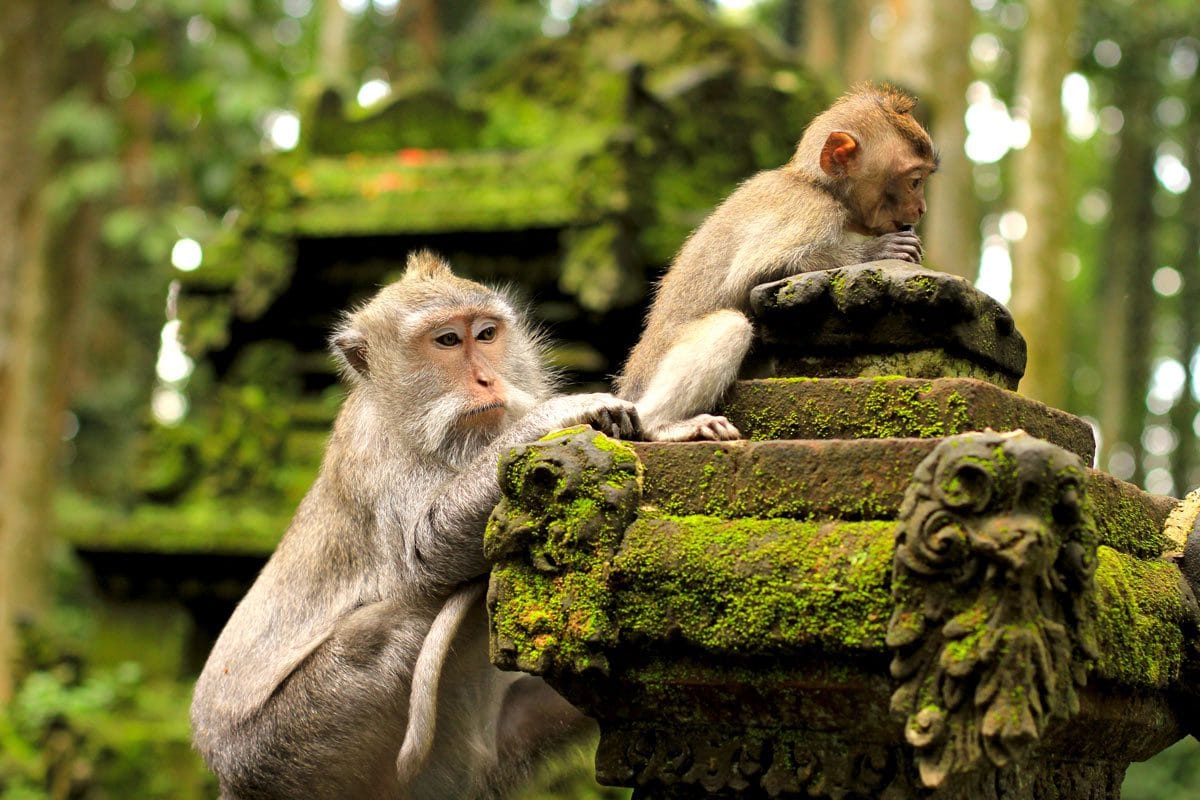 Ultimate Java to Bali Journey | Java Adventure | Indonesia Impression Tour