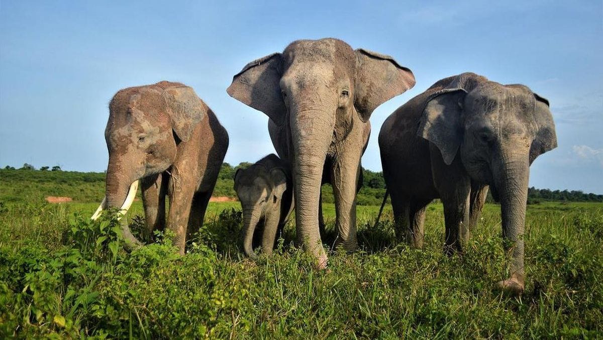 Journey Through Sumatra | Sumatra Adventure | Indonesia Impression Tour