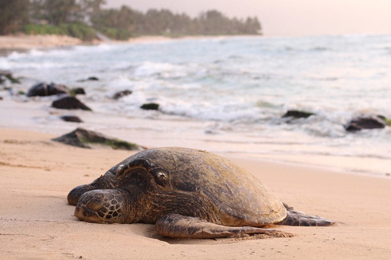 Hidden Java to Bali Journey | Java Newest Journeys | Indonesia ...