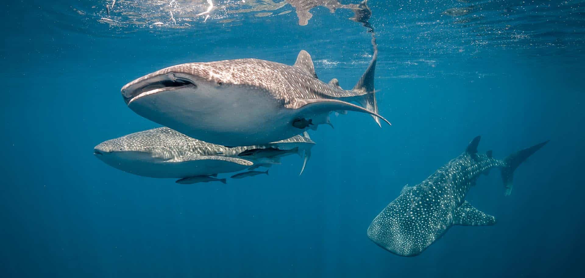 Whale Shark Adventure in Cenderawasih Bay Papua | Papua Tour ...