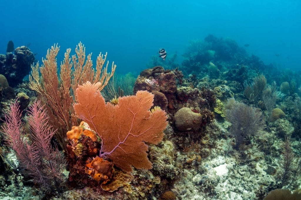 10 Best Diving & Snorkeling Spots in Belitung Island [2026]
