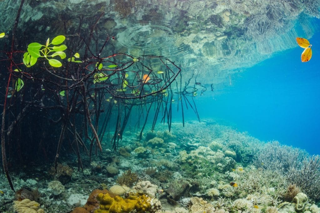 10 Best Diving & Snorkeling Spots in Belitung Island [2026]