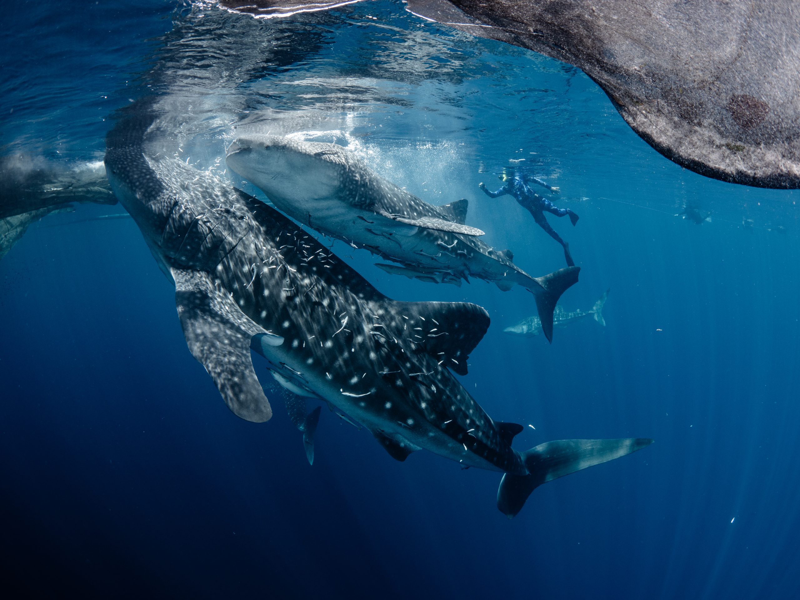 Sumbawa Whaleshark Liveaboard - Indonesia Impression Tour