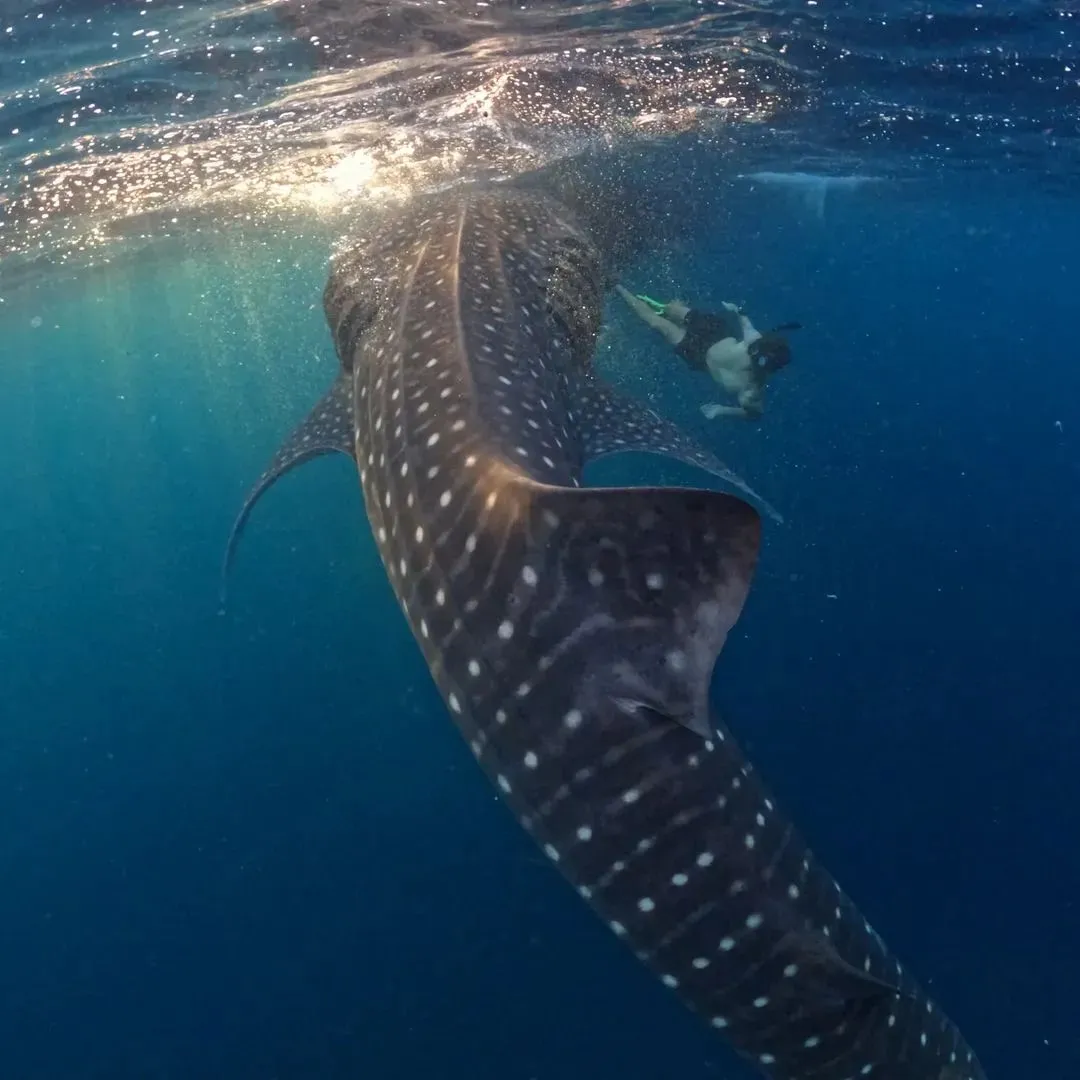 Sumbawa Whaleshark Liveaboard - Indonesia Impression Tour
