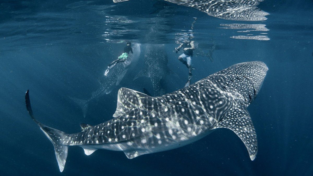 Sumbawa Whaleshark Liveaboard - Indonesia Impression Tour